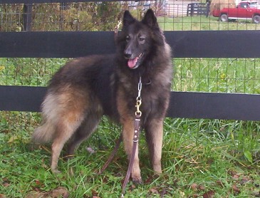 Belgian Shepherd Tervuren Mix